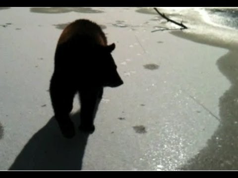 Skating Bears!! | Wildlife In Need, Inc. 501c3
