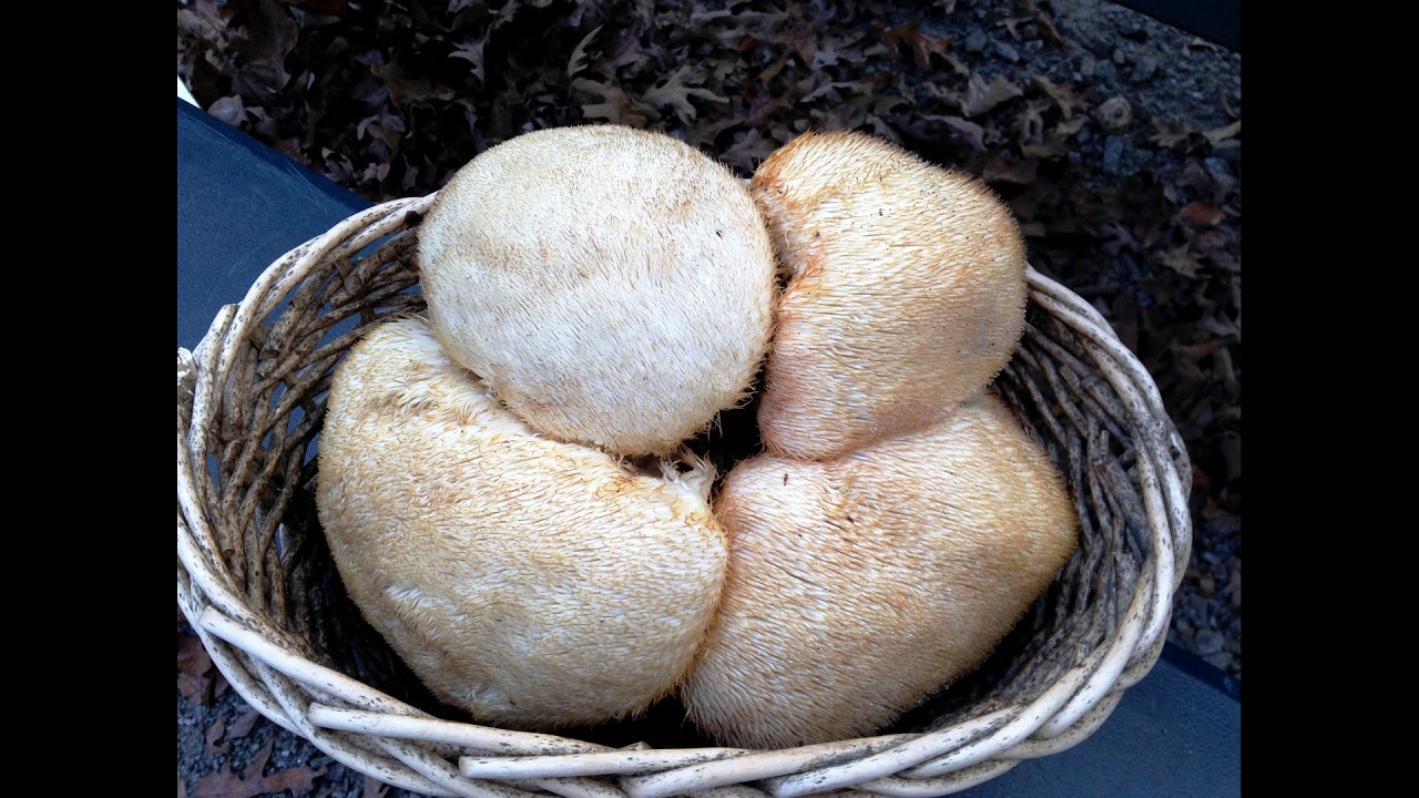 3 Easy Wild Edible Mushrooms You Can Find Through Winter!