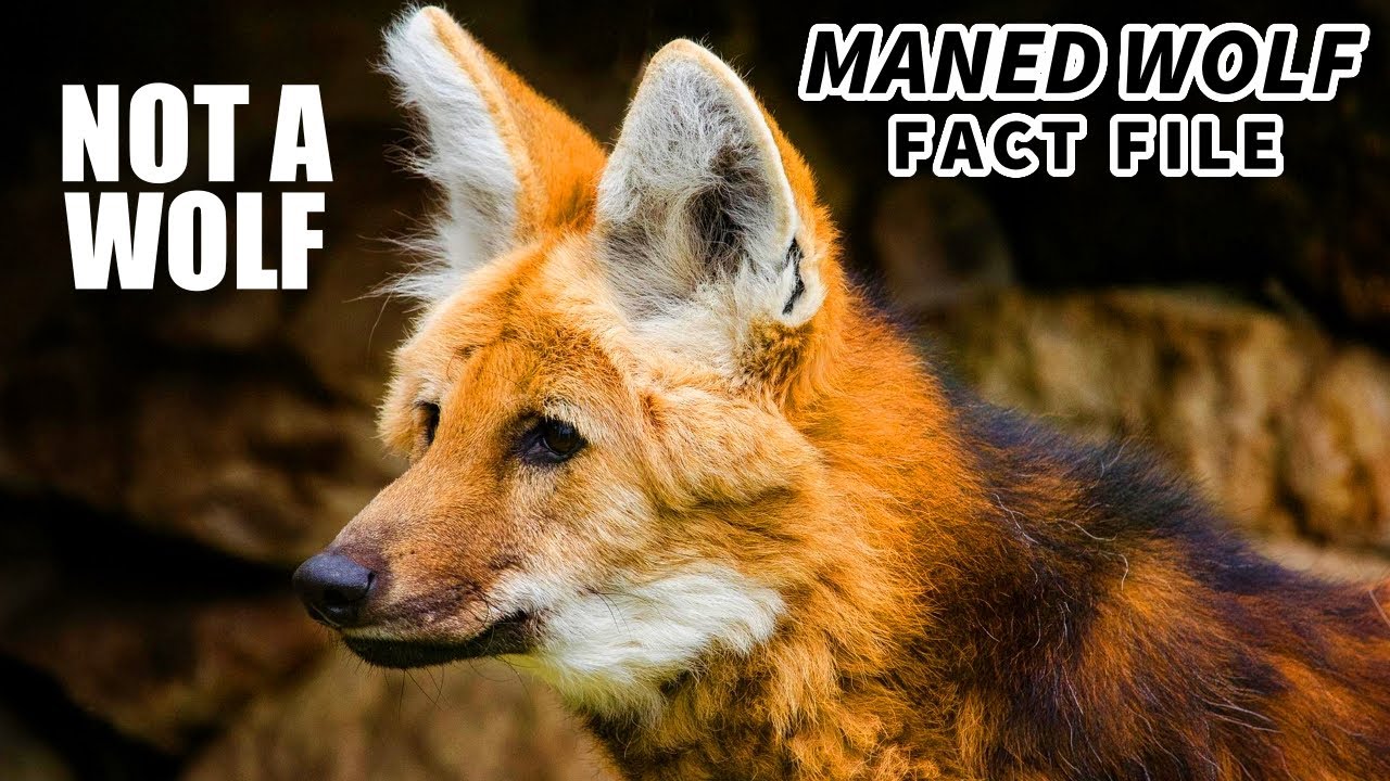 Maned Wolf Facts: NOT a WOLF 🐺 Animal Fact Files