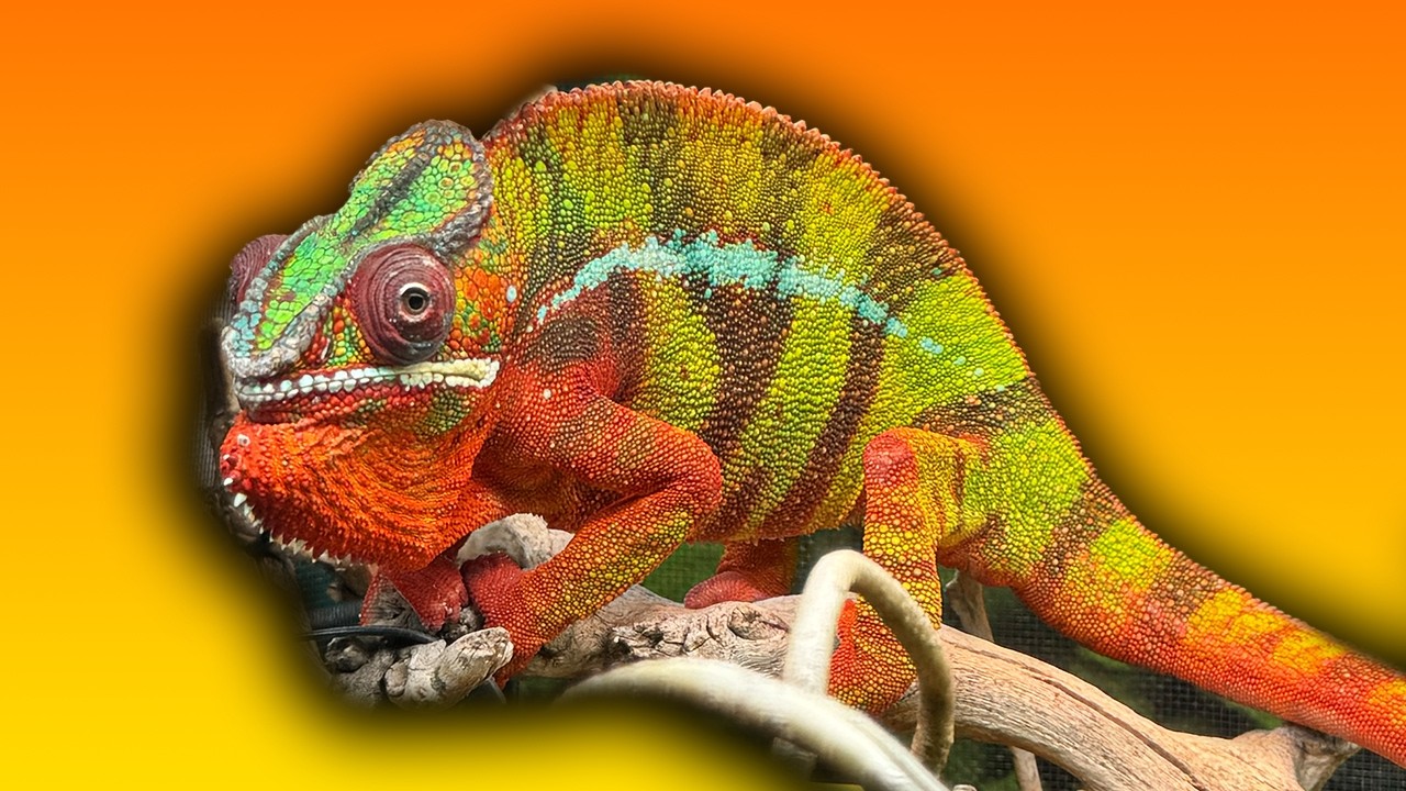 ULTIMATE PANTHER CHAMELEON CARE GUIDE