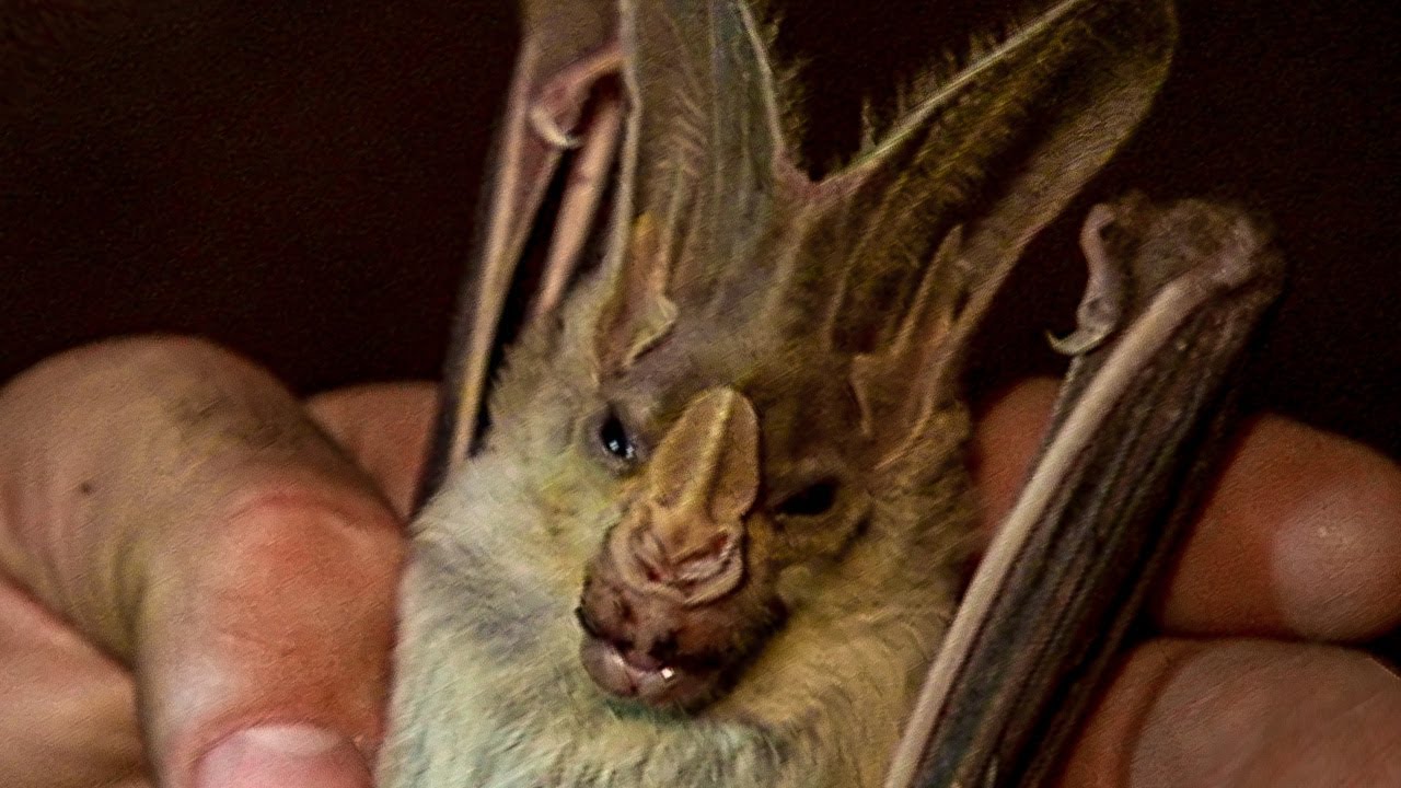 Face to Face with a Ghost Bat | Deadly 60 | The Travel Edit