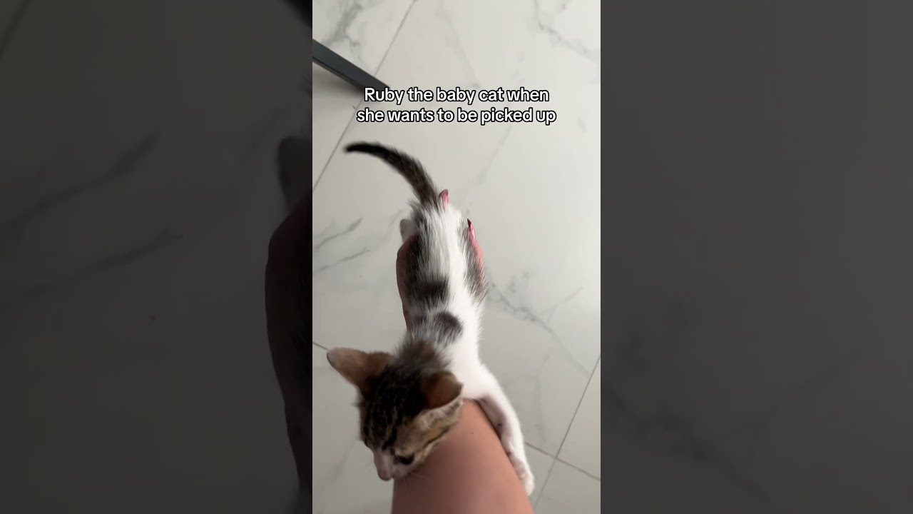 Picking up Ruby the baby cat #cat #kitten