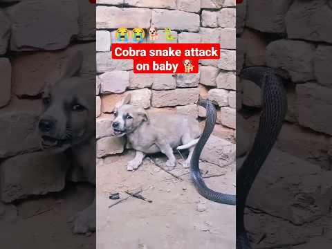 cobra snake attack on baby π dog πππ±|| #shortsvideo #viral #shorts