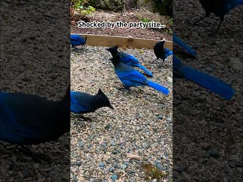 More Steller’s Jays beyond the screen