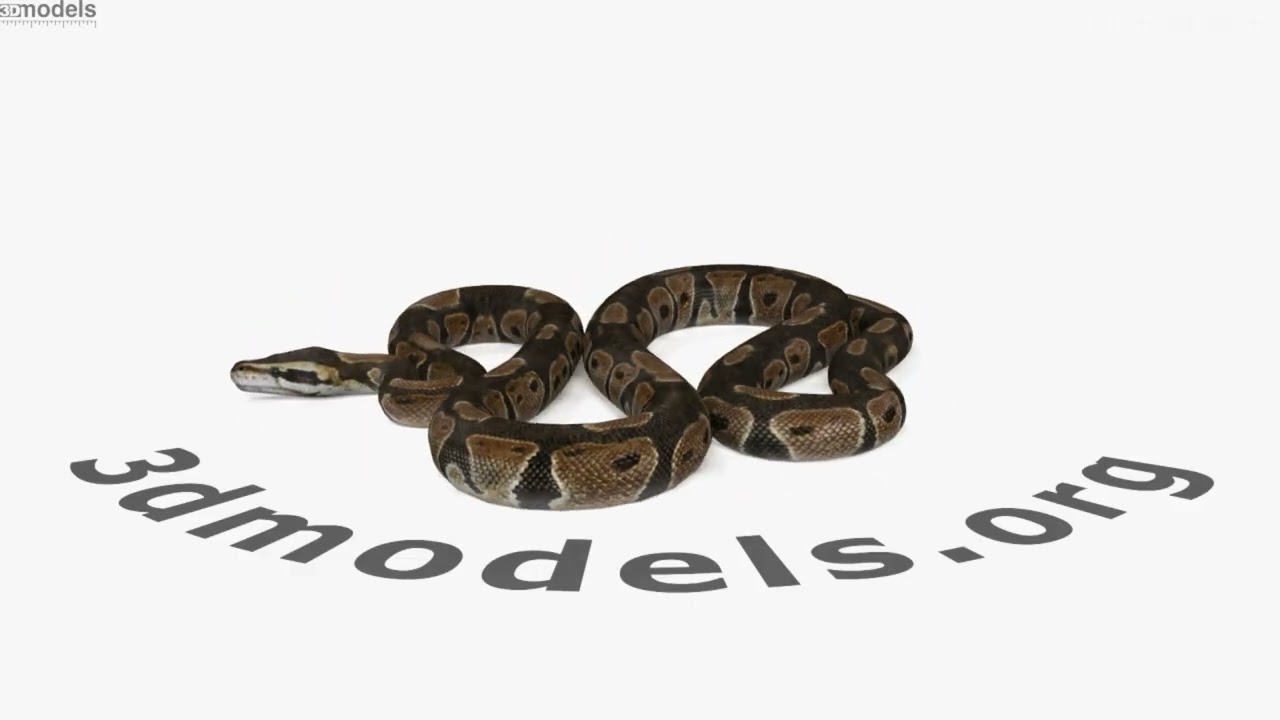 Common Python 3D model by 3DModels.org