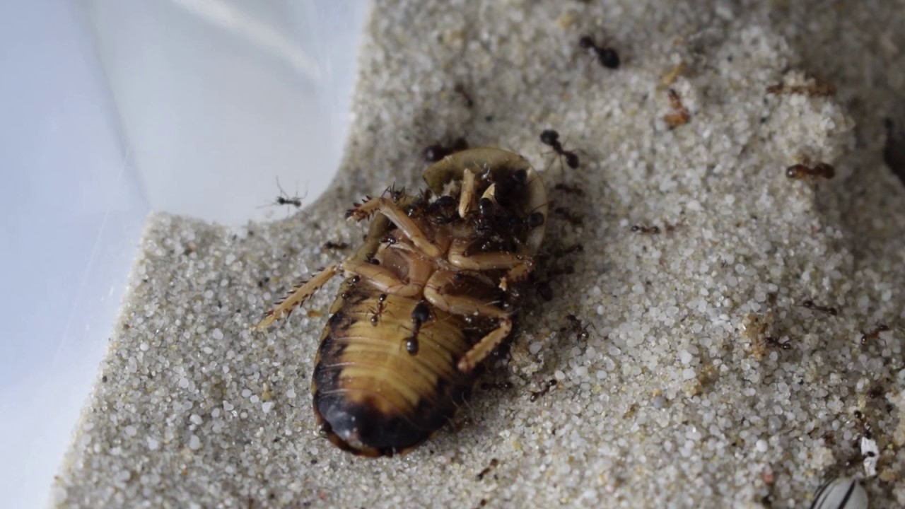 pheidole cf indica Update #16