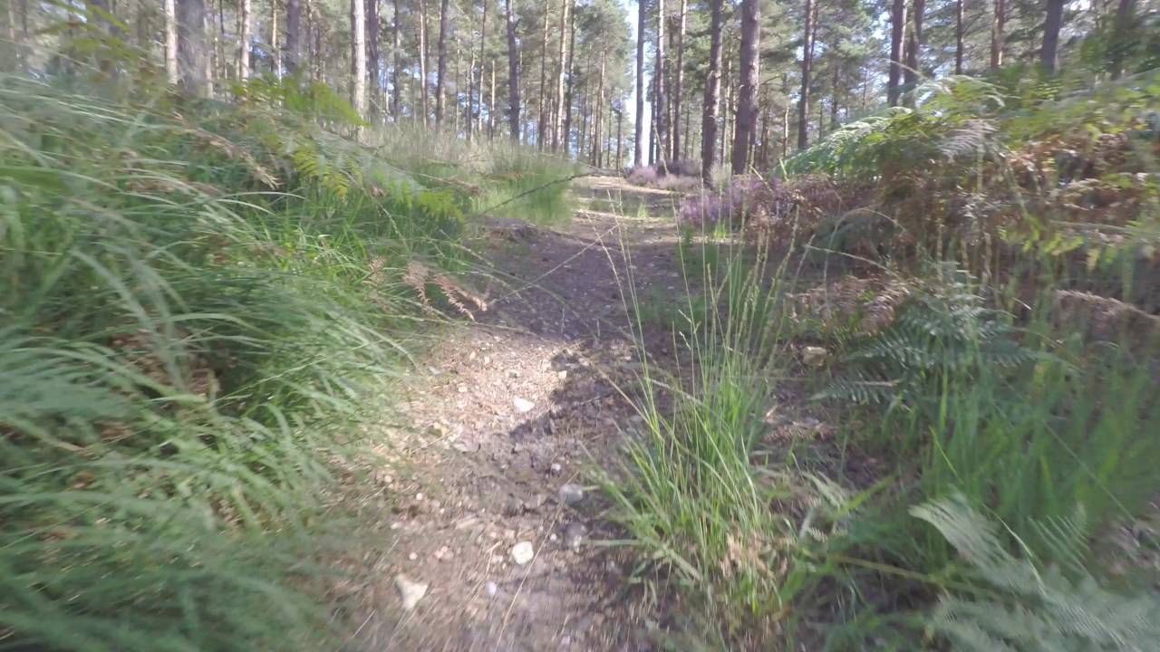 Evil Dead Woods Scene Sound Effect
