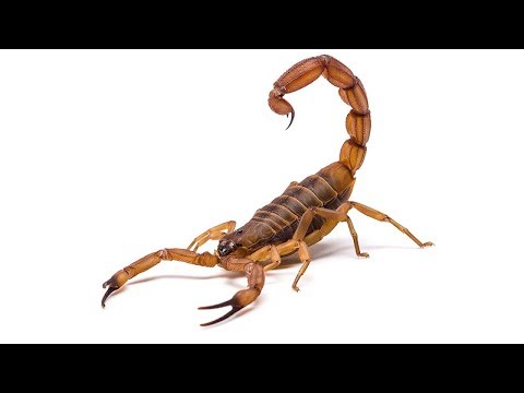 American Sign Language ASL Video Dictionary - scorpion