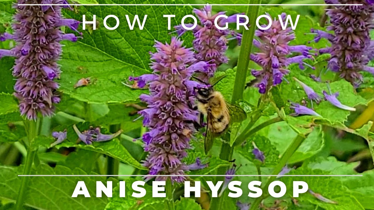 Complete Guide to Anise Hyssop - Grow/Care/Germination/Uses