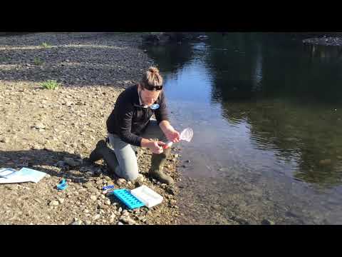 Benthic Macroinvertebrates of the San Lorenzo River