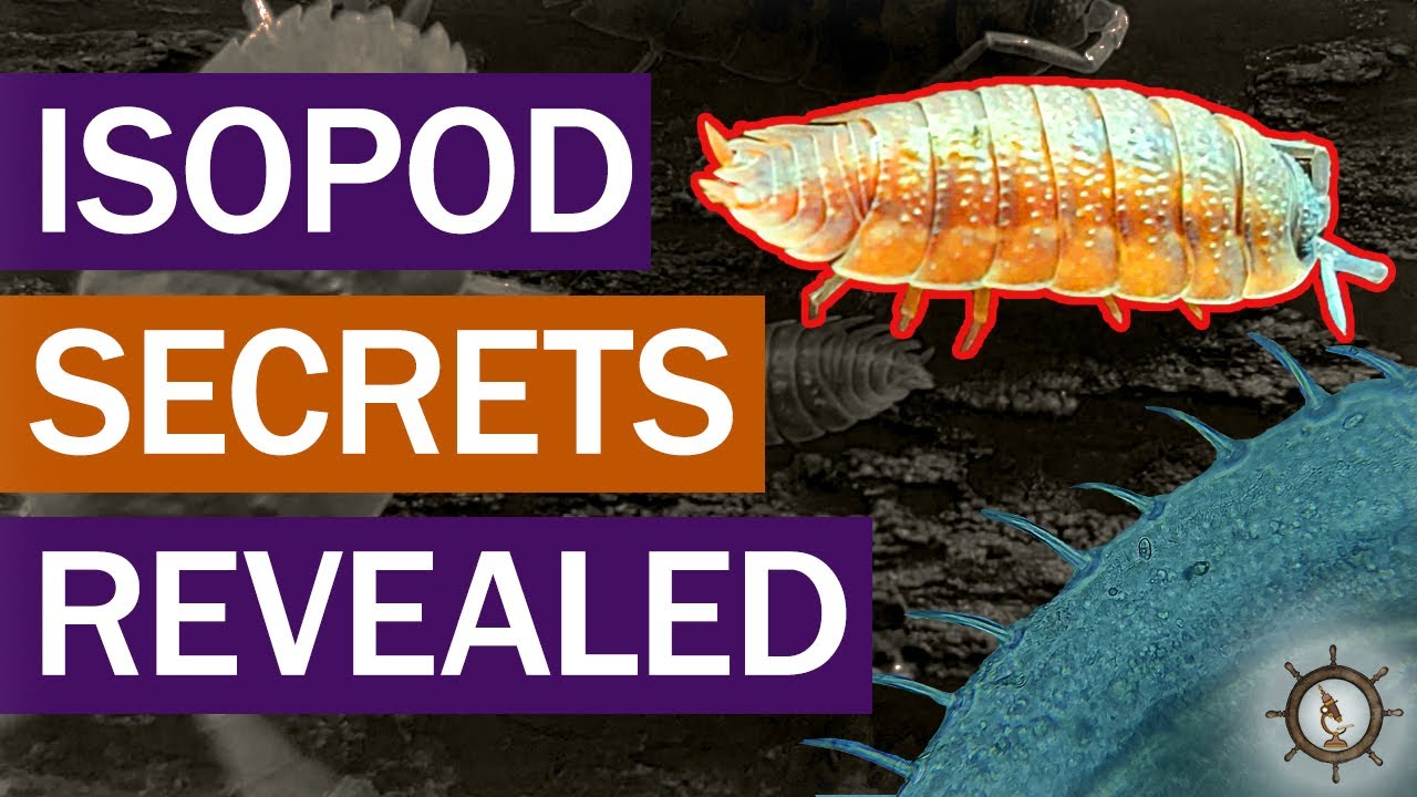 Unveiling the Hidden World of Isopods in Macro & Microscopic Detail