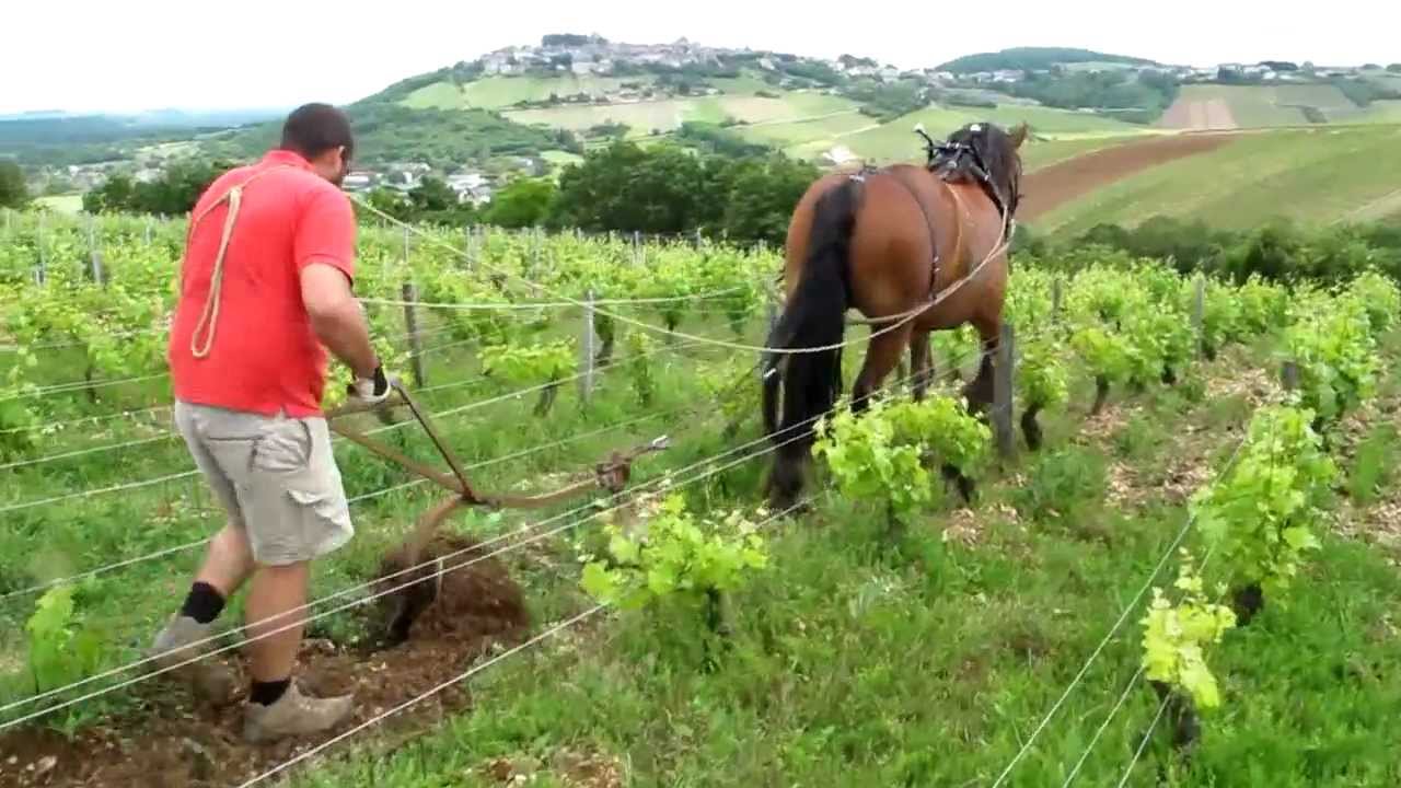 Horse plowing in Sancerre