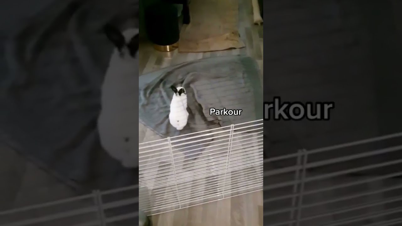 parkour rabbit #parkour #rabbit #fyp #foryoupage #4u #animals
