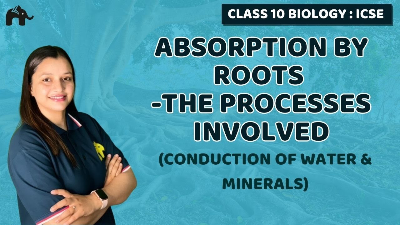 Absorption by Roots The Processes Involved | Chapter 4 Class 10 ICSE Biology Selina | Conduction
