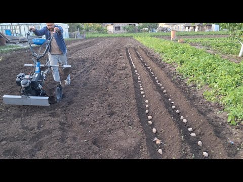 No days off and no rest: how Bukovynians earn their living from the land!