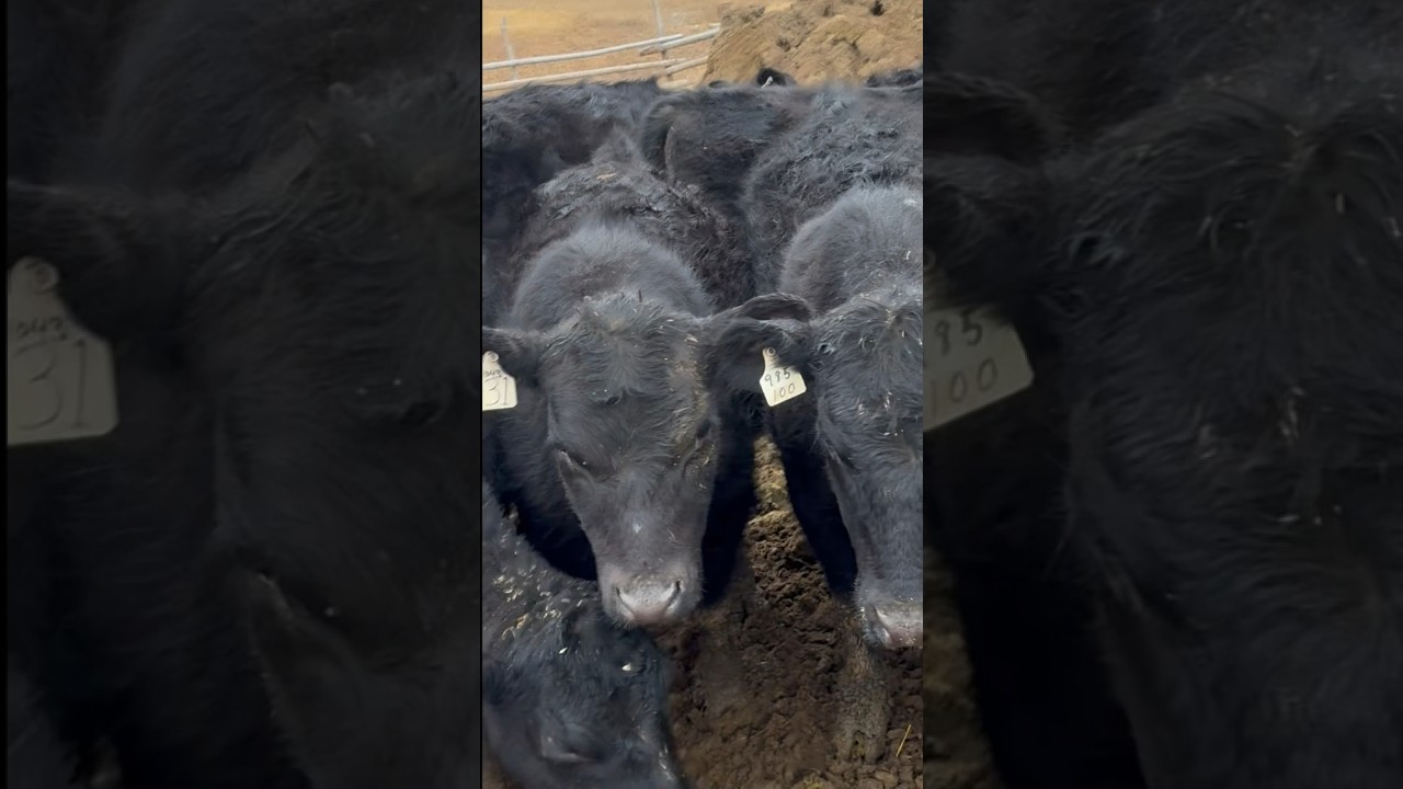How to select replacement heifers. #cow #ranching  #cowboylife