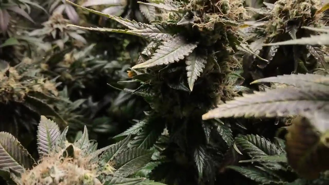 🥜 Peanut Butter Breath by Blimburn Seeds