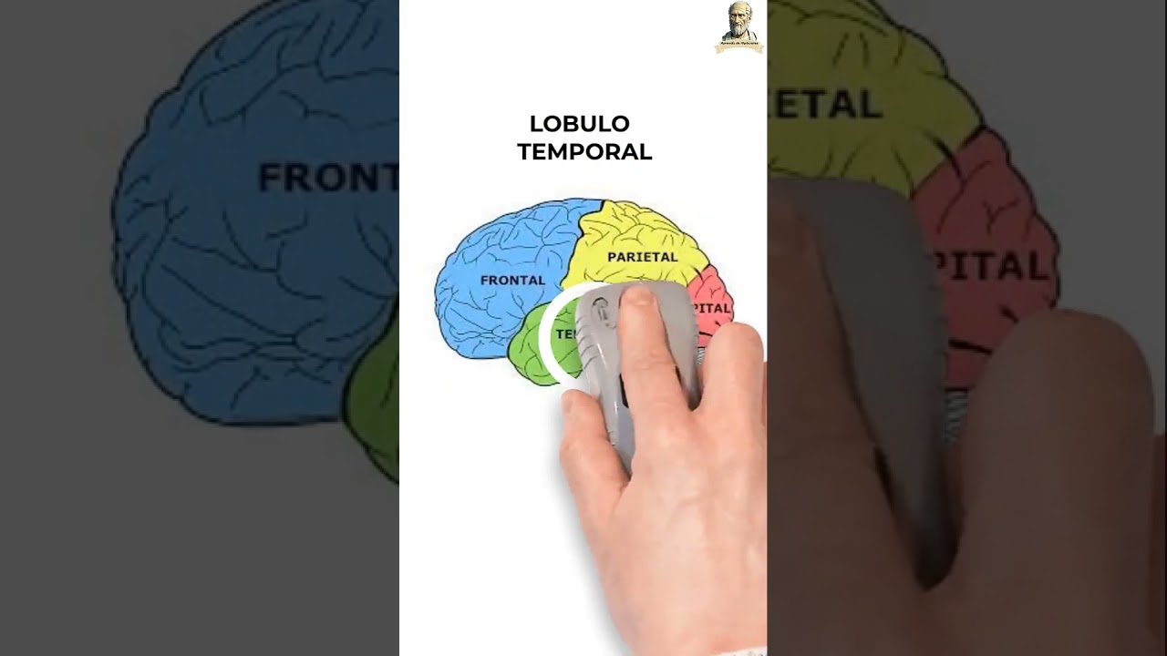 BRAIN LOBES: EASY AND FAST! #medicaleducation #hospital
