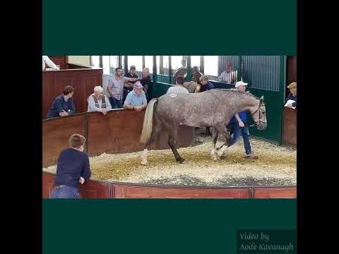 Goresbridge Horse Sales 7th July