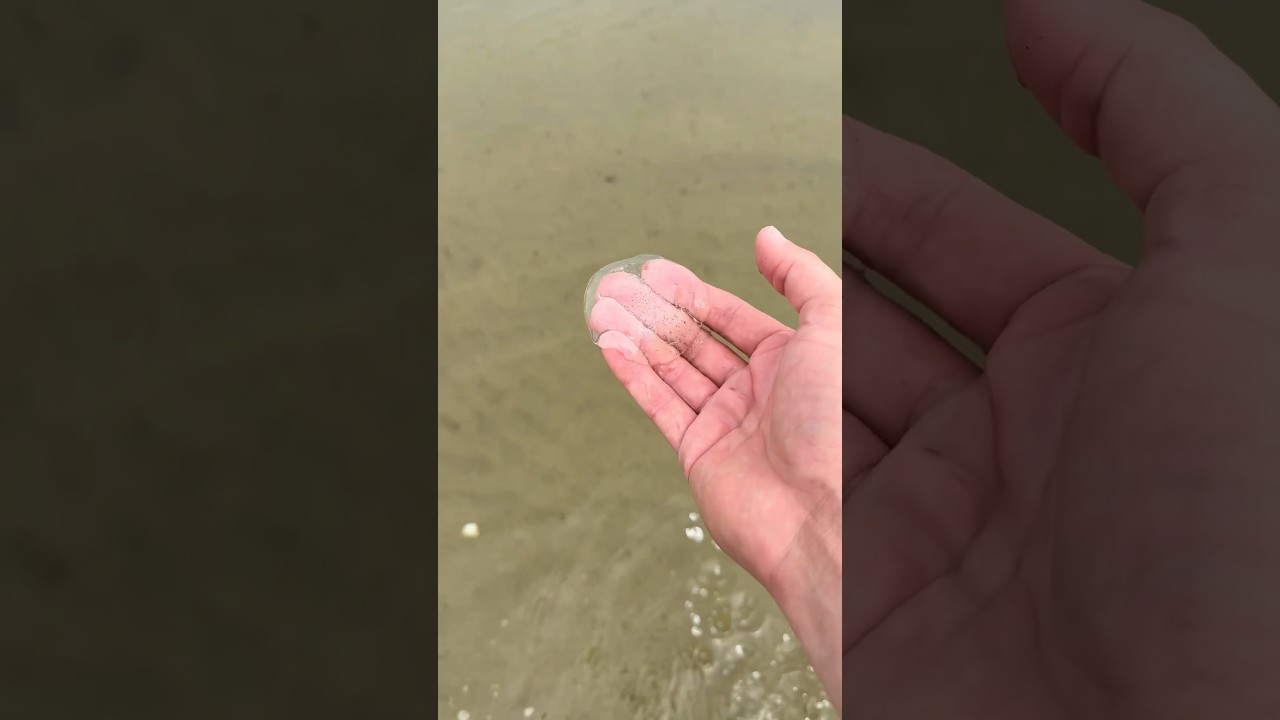 Rescuing a Cute Crystal Jellyfish! #shorts