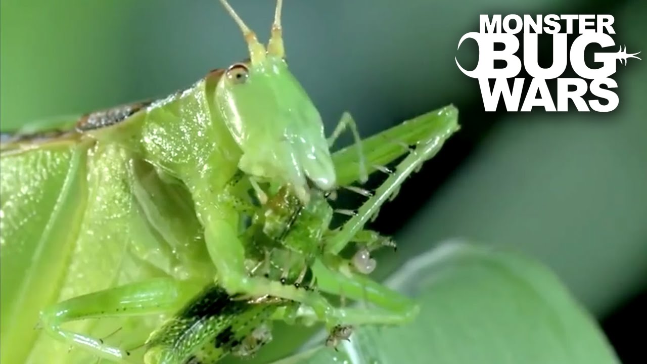 Predatory Katydid Vs Green Praying Mantis | MONSTER BUG WARS