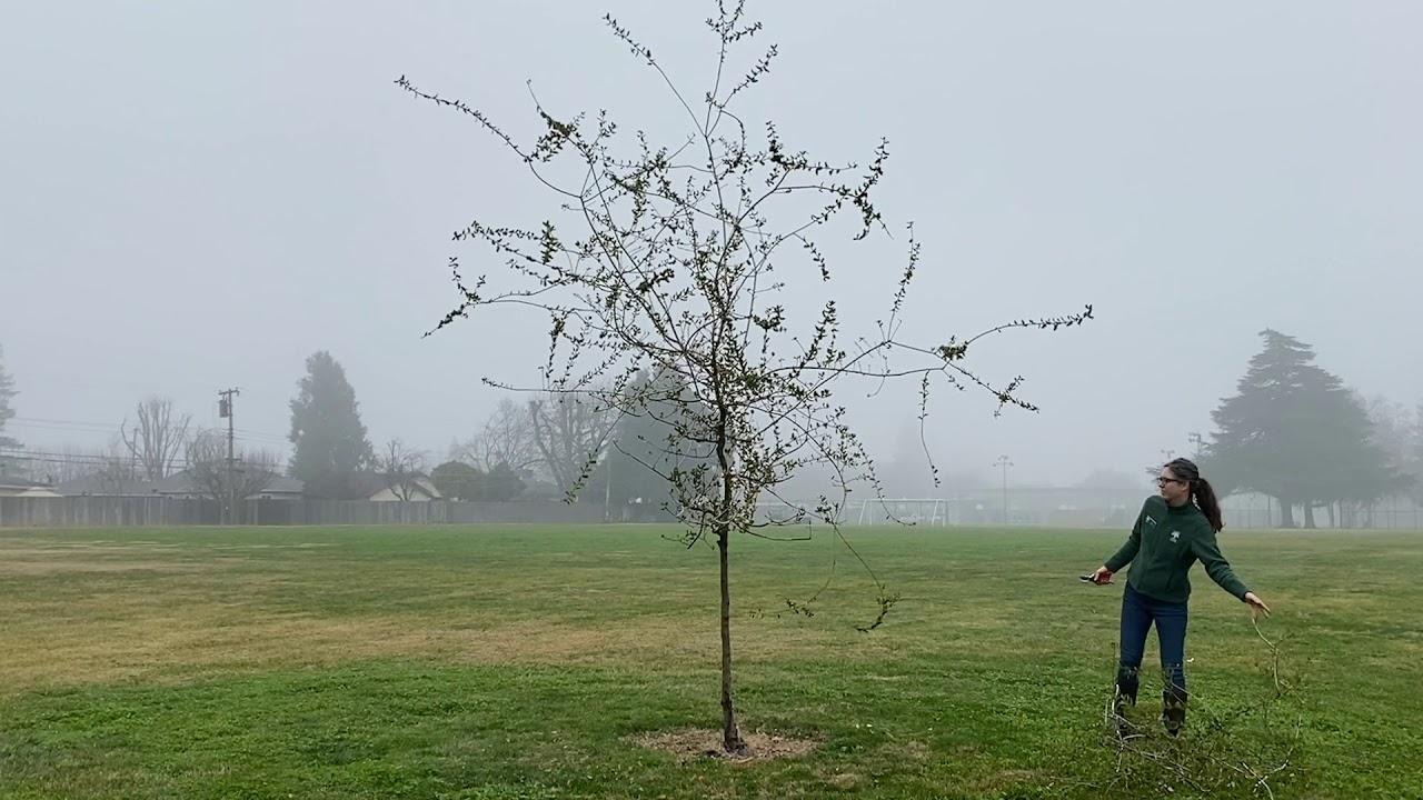 Structural pruning examples, part 1