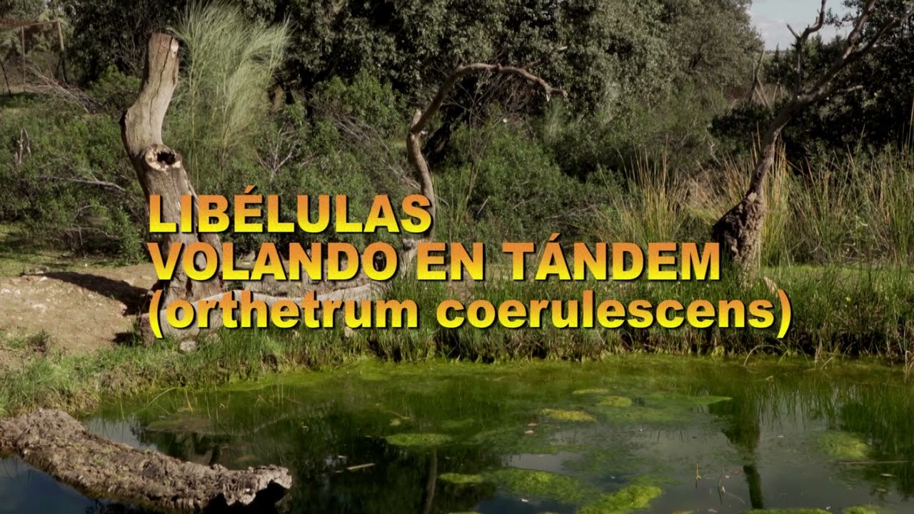 Hide La Laguna, Madrid por Wildtracani | Vídeo | Turismo de Observación