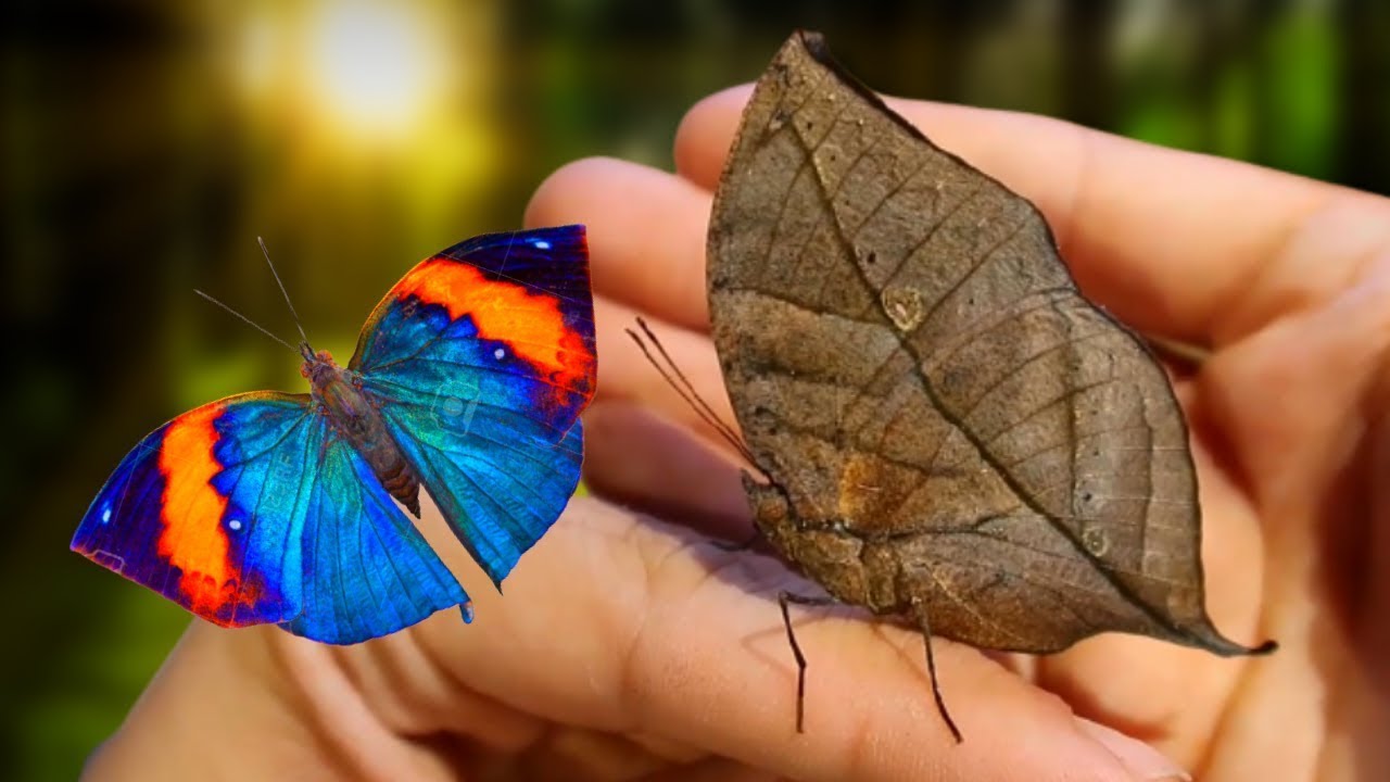 Indian oakleaf Butterfly: Camouflage master! (Kallima inachus)