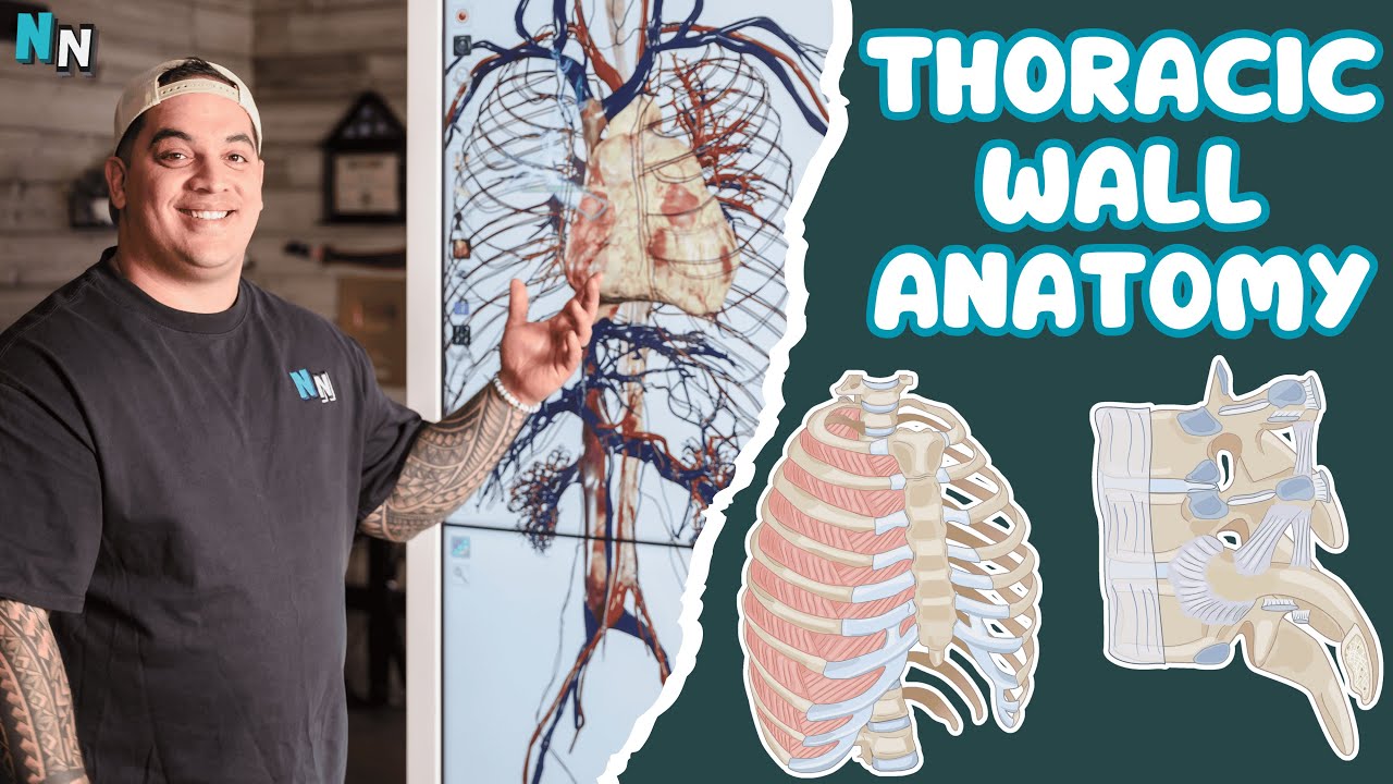 Anatomy of the Thoracic Wall