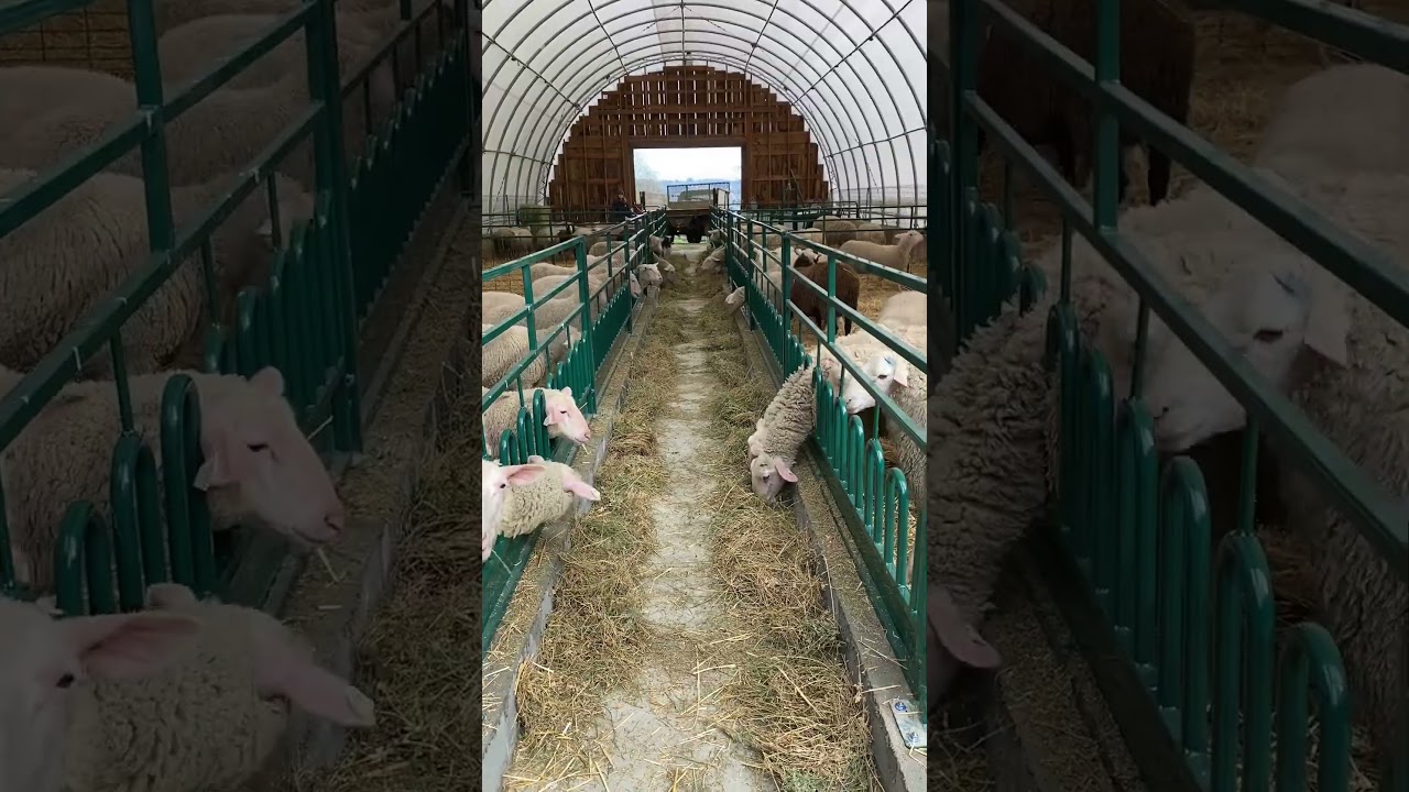 Before & After Lakeland Farm Equipment - Quiet Sheep = Happy Sheep