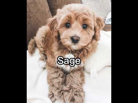 Girl names for puppies pt 1 🤍 #shorts #puppies #preppy #names
