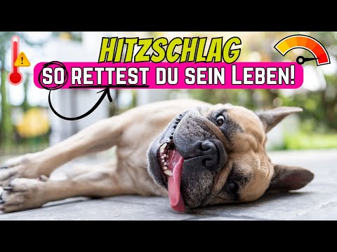 Erste Hilfe bei Hitzschlag: So rettest du deinem Hund das Leben 🔥