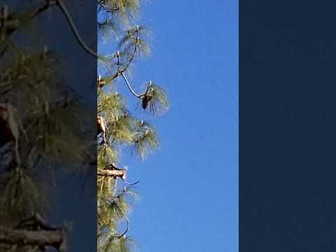 Upland California UFO.