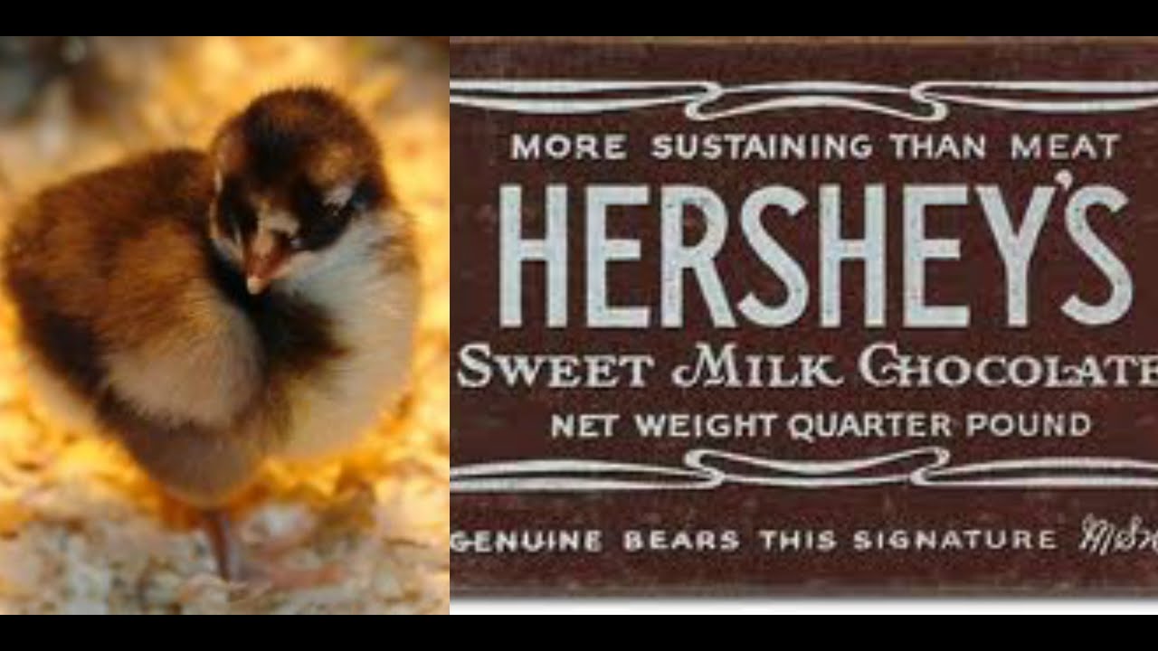 Hershey-Chocolate Orpington Hatching-Sunnydale Farm-030913