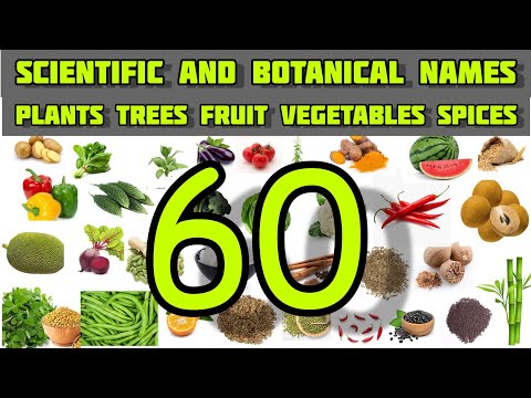 Scientific And Botanical Names of Plants Trees Vegetables Fruits Pulses Cereals Spices | Botanical