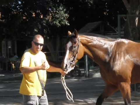 HORSES TRAINING NICOSIA RACE CLUB #HORSERACING #CYPRUS2022 RIDING A HORSE