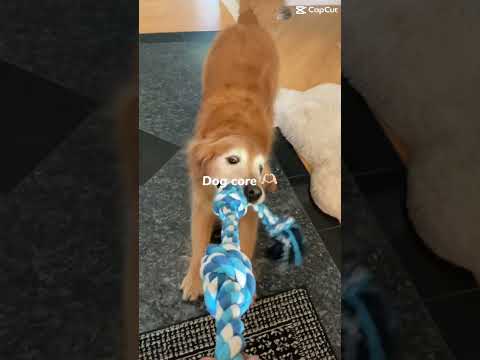 Dog core! Koa is so cute! What’s your favorite dog breed?