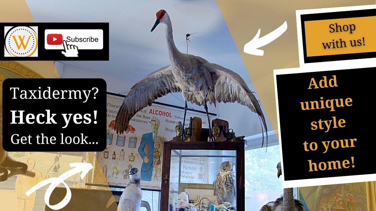 Taxidermy + Robots = Style | Decorate like a Dealer! | At Home with Gretchen & Benny Hinkle