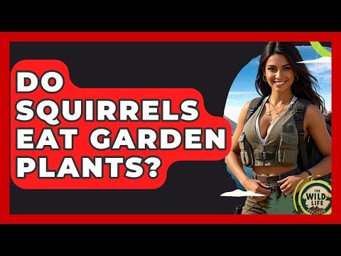 Do Squirrels Eat Garden Plants? - The Wild Life Explorer