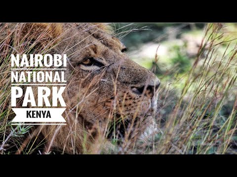 Nairobi National Park, Kenya | Nairobi National Park 2021