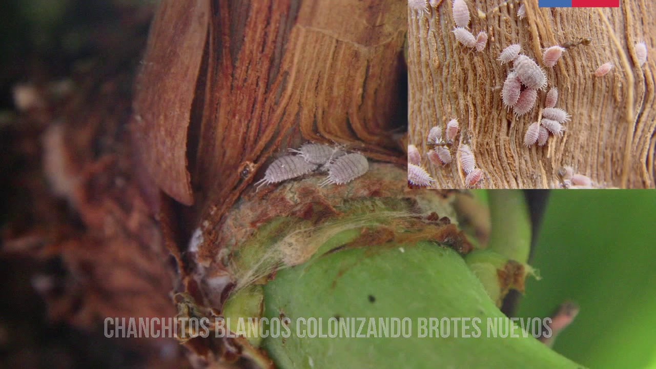 Monitoreo del chanchito blanco en uva de mesa – Chile Agrícola