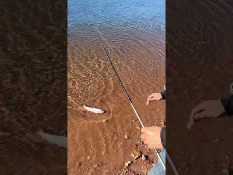 Carter Lake In Larimer County Is A Beautiful Lake To Fish: The Wildlife There Is Amazing: #fishing