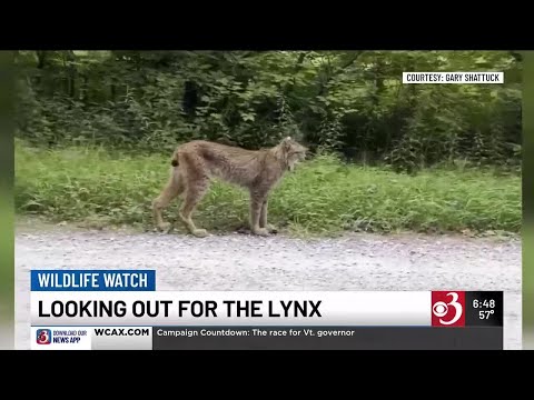 Wildlife Watch: Tracking the rare Canada lynx in Vermont