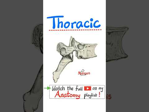 Anatomy of the Thoracic Spine (Vertebral Column) - Part 2...#surgery #anatomy #physiology #biology
