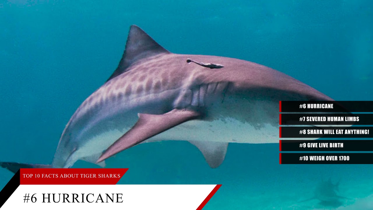 10 Amazing Facts about Tiger Sharks