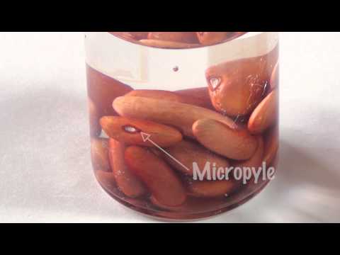 Embryo of Dicot Seeds - MeitY OLabs Video Lecture - Class 10