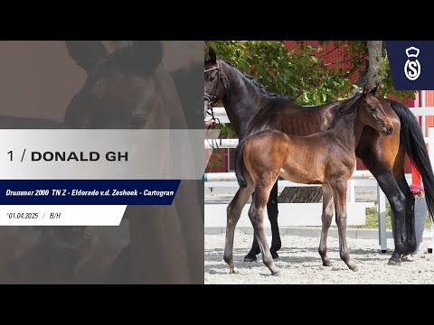 1 Donald GH - 4. Online Fohlenauktion - 2025