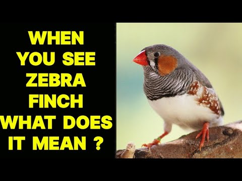 WHEN YOU SEE A ZEBRA FINCH BIRD WHAT DOES IT MEAN ?