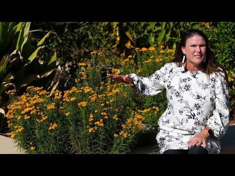 Get It Growing: Tough Mexican tarragon has colorful blooms, tasty leaves