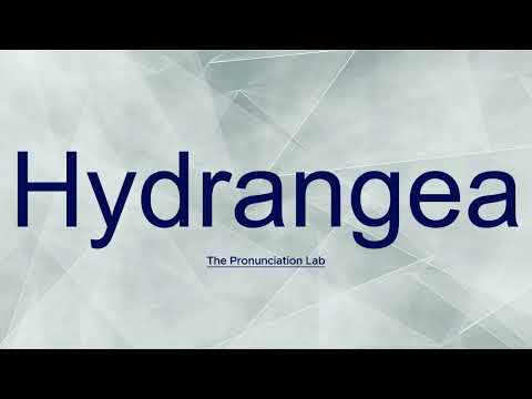 Hydrangea Pronunciation: How to Pronounce Hydrangea — How to Say Hydrangea?